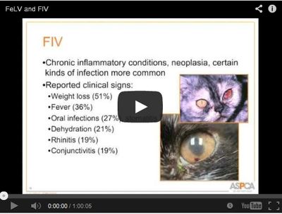 Video: What shelters need to know about FeLV and FIV | Chew On This