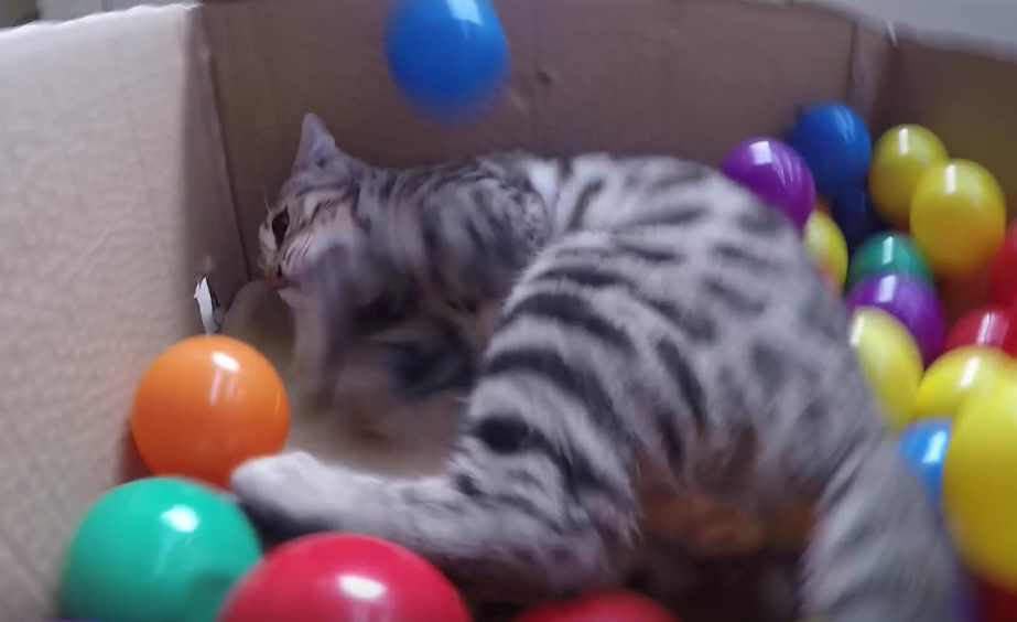 #FeelGoodFriday: Cats get happy in the ball pit! | Chew On This