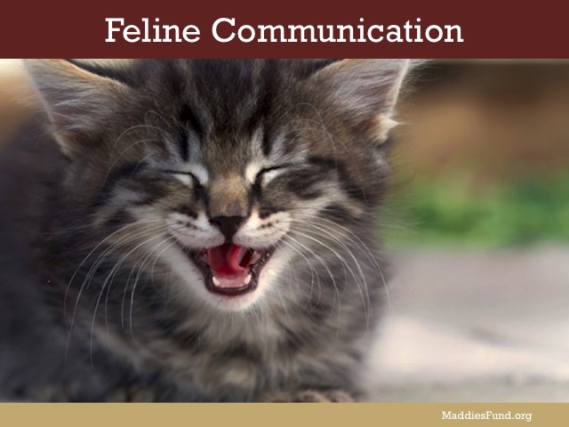 Do you speak cat? Learn how with our free, online Feline Communications ...