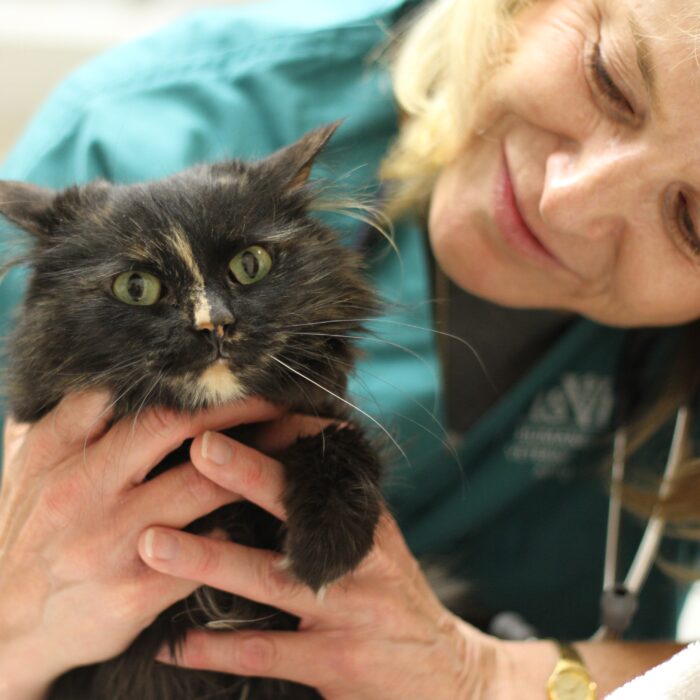 NACA releases guidelines for spay/neuter and cat intake amid COVID-19 ...