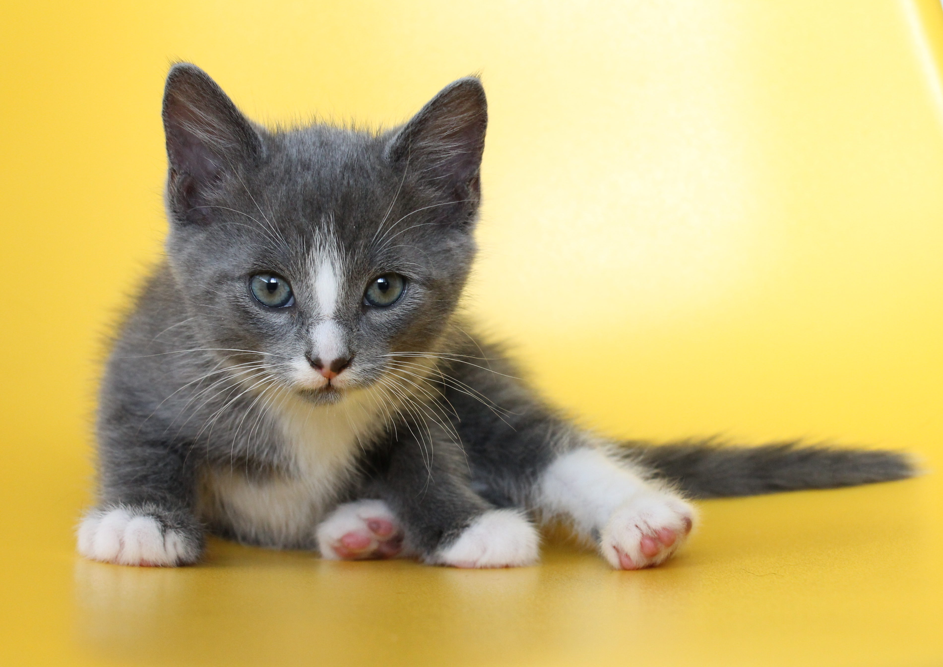 Why one veterinary student wants to figure out what a “normal” kitten ...