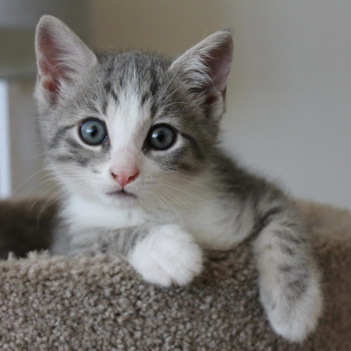 #FeelGoodFriday: 12-year-old girl fosters 39 kittens in just over 1 ...