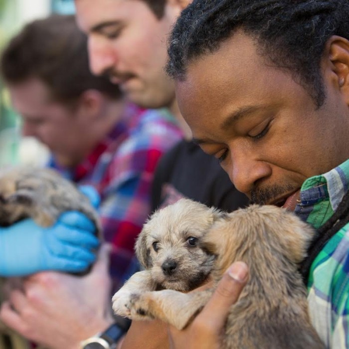 Defining ‘customer service’ in animal shelters and rescue groups | Chew ...