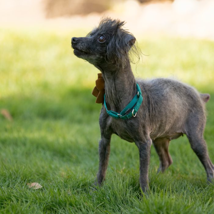 Remembering Roo: Little dog leaves legacy of lifesaving | Chew On This