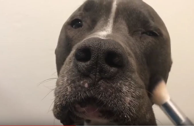 #FeelGoodFriday: Adopted pit bull’s makeup tutorials take YouTube by ...