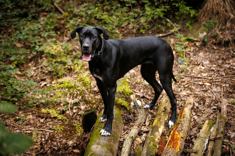 Maddie’s Weekly Roundup: Shelter rehoming survey, low-barrier foster ...