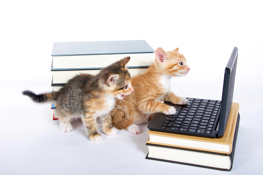 A deeper look at Facebook groups for animal organizations | Chew On This