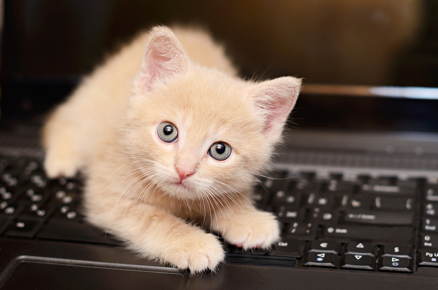 A free technology resource guide for your animal organization | Chew On ...