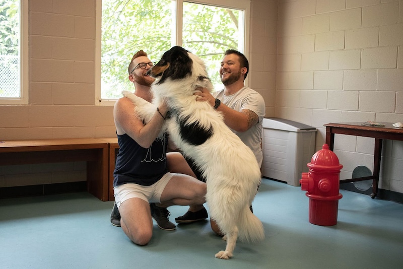 Behavior Plans to Reduce Hyperarousal in Shelter Dogs: The Impact of ...